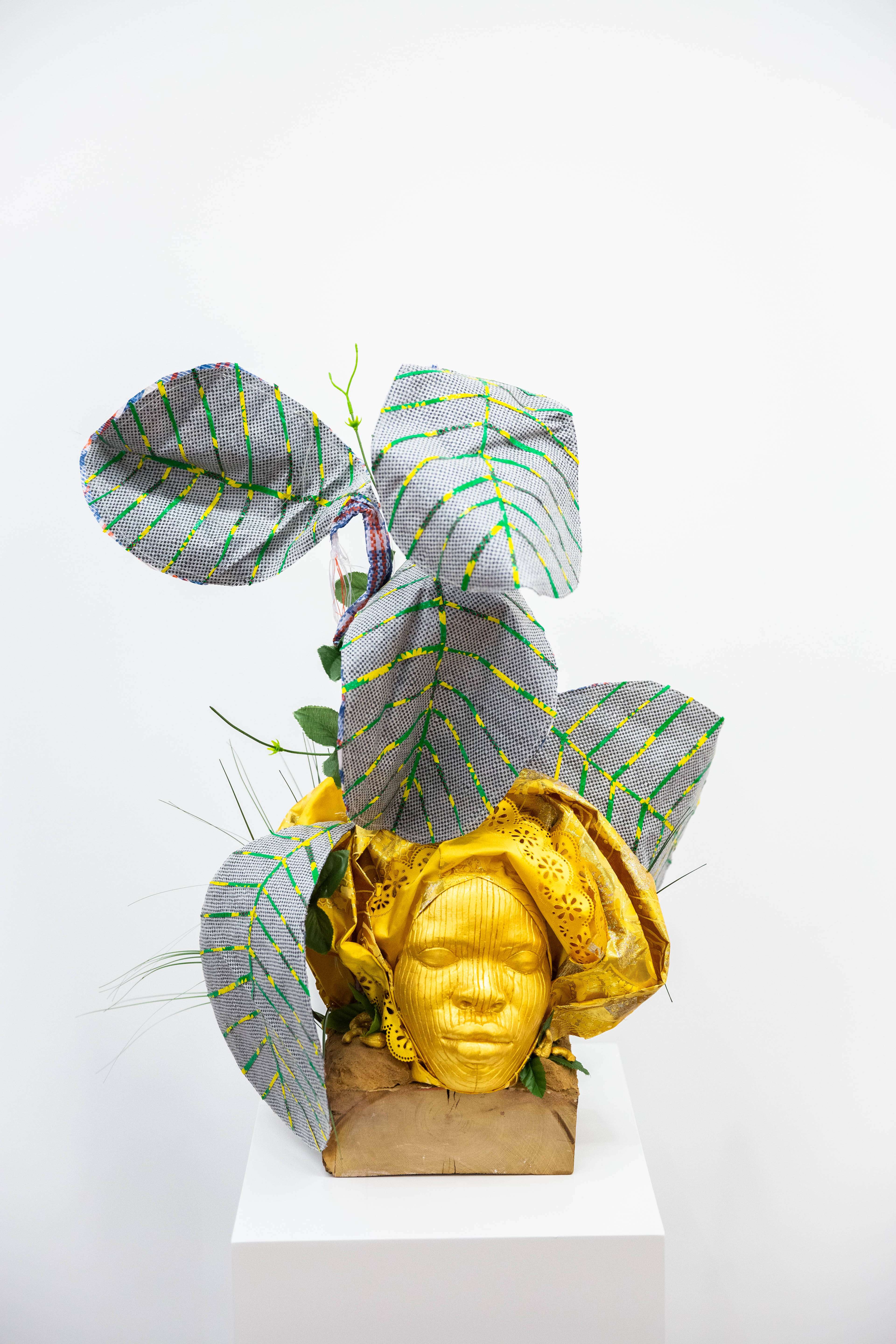 Anacardium occidentalis (Epo cashew) – LAYO BRIGHT