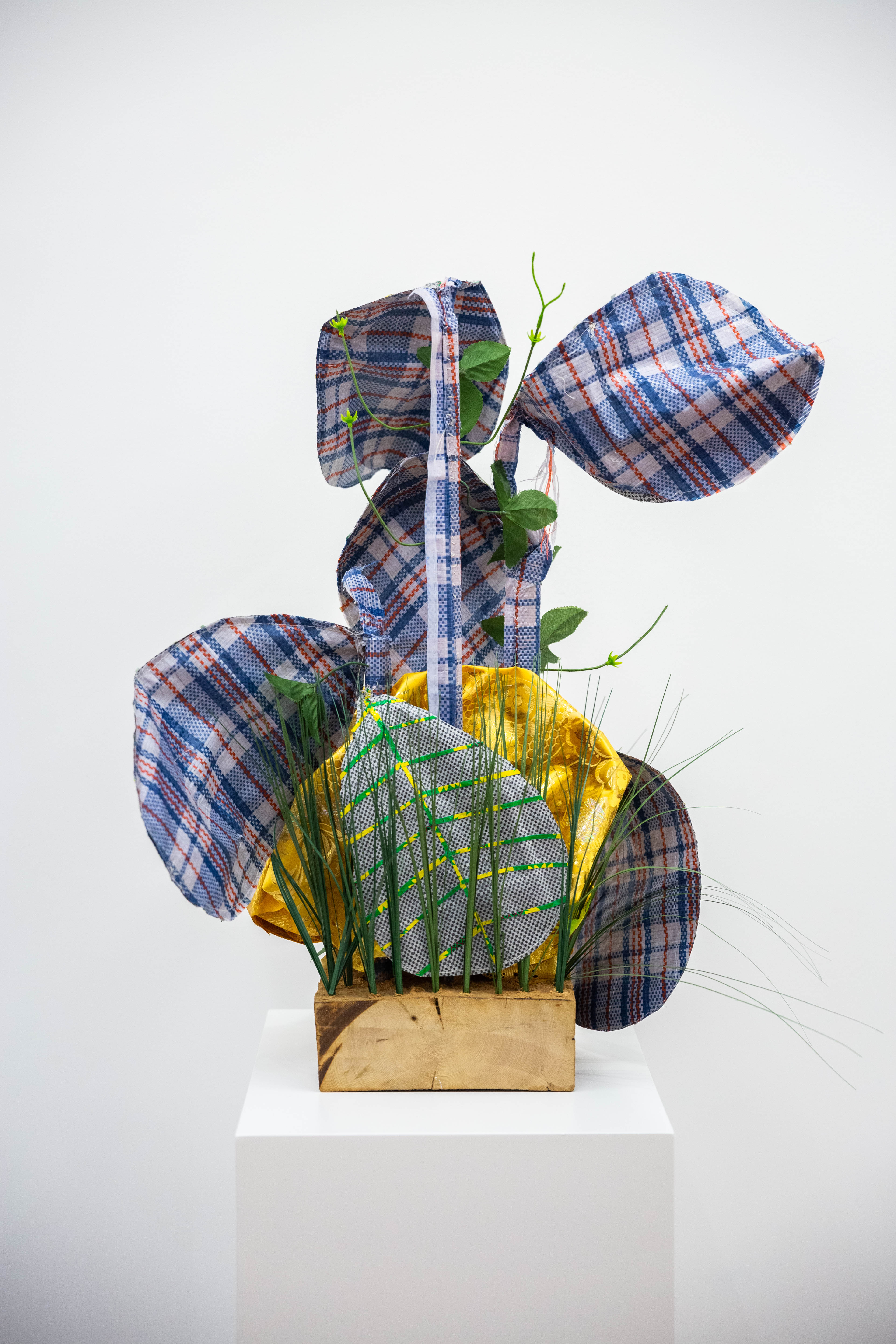 Anacardium occidentalis (Epo cashew) – LAYO BRIGHT